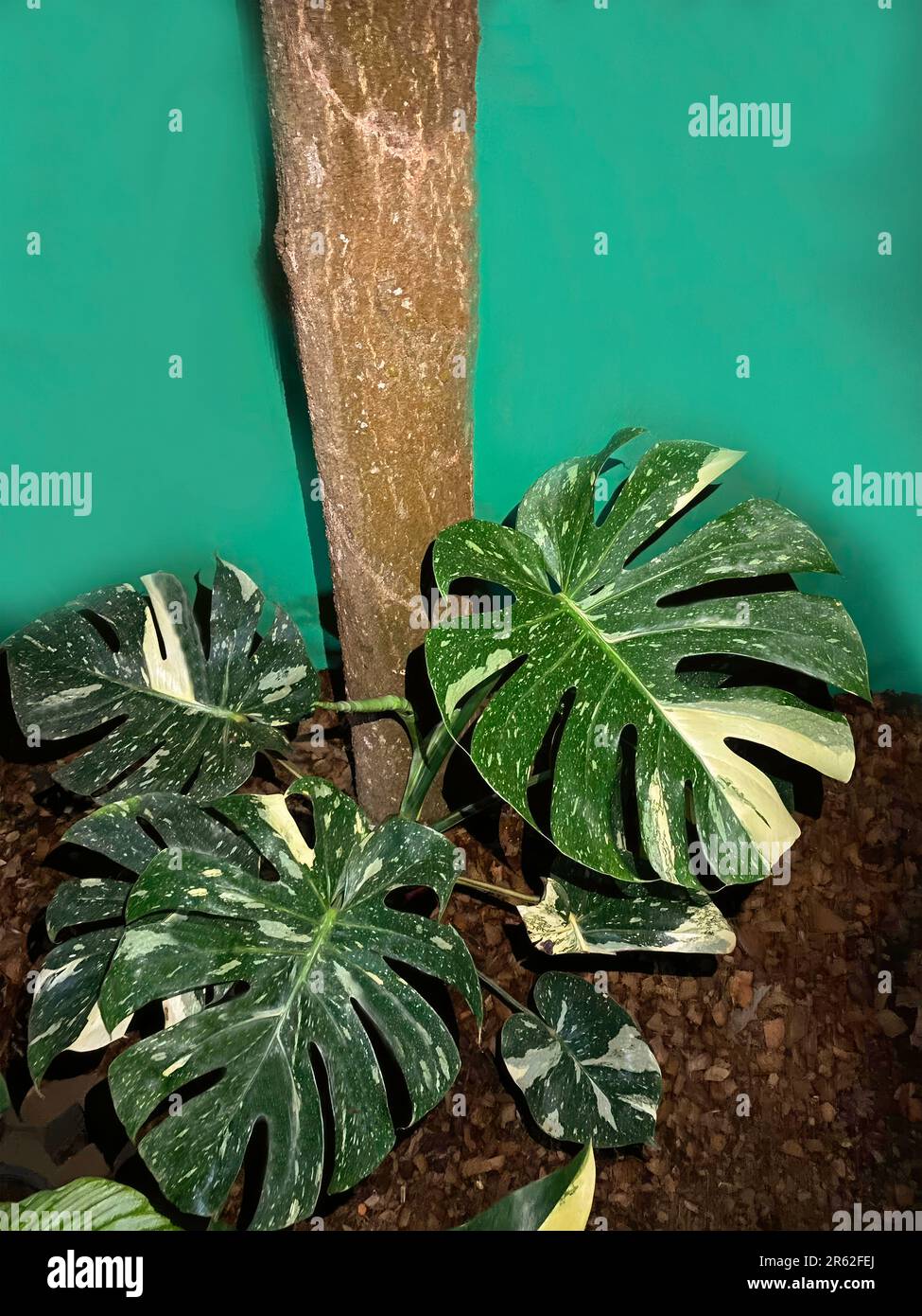 Monstera deliciosa albo variegata hi-res stock photography and images ...