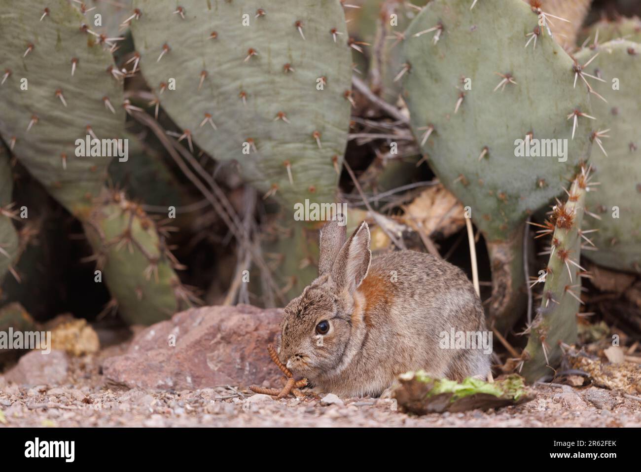 Mexico desert plants animals hi-res stock photography and images - Alamy
