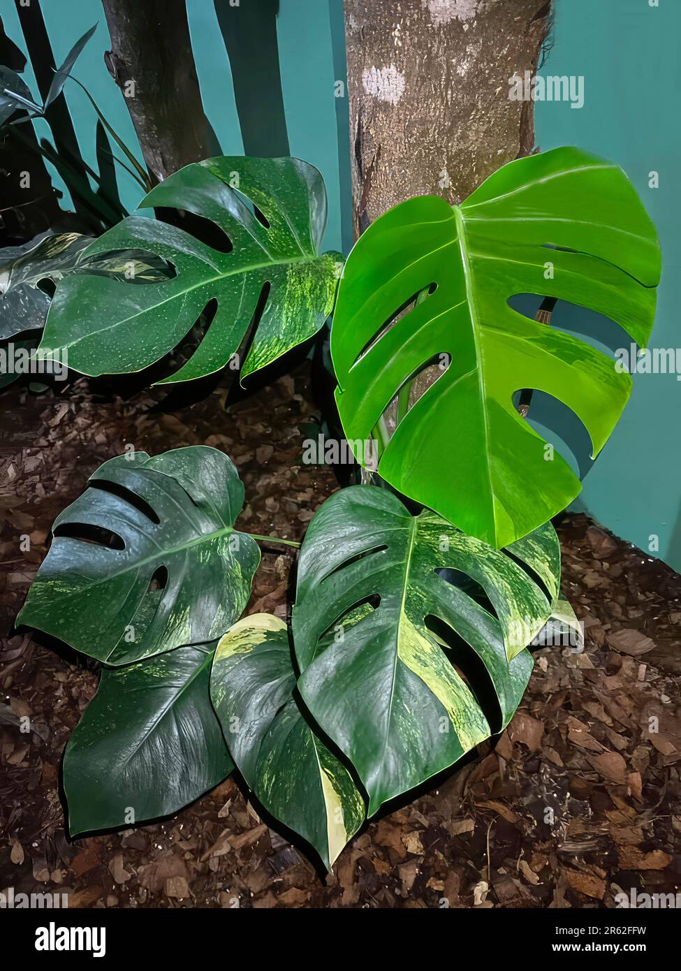 Monstera variegata hi-res stock photography and images - Alamy