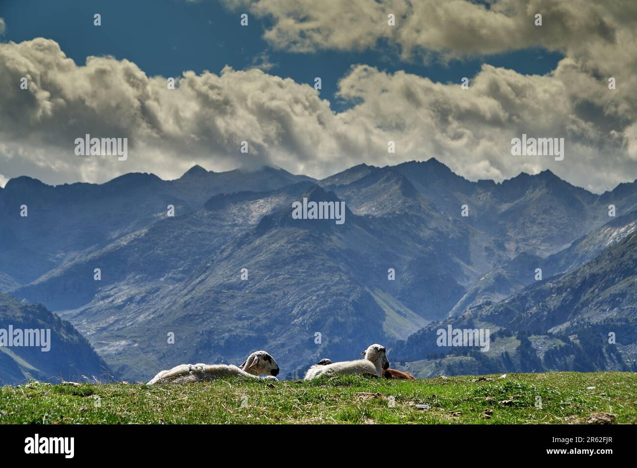 Three white sheep are depicted in an idyllic natural setting, situated ...