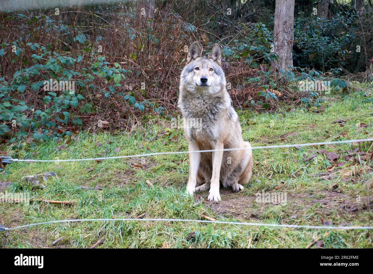 A majestic brown wolf on lush green grass in a wooded area, its ...