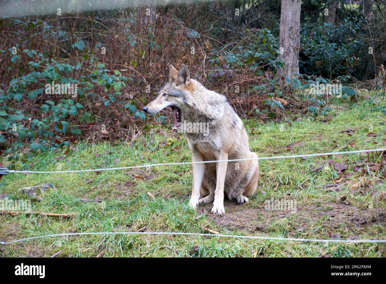 A majestic brown wolf on lush green grass in a wooded area, its ...