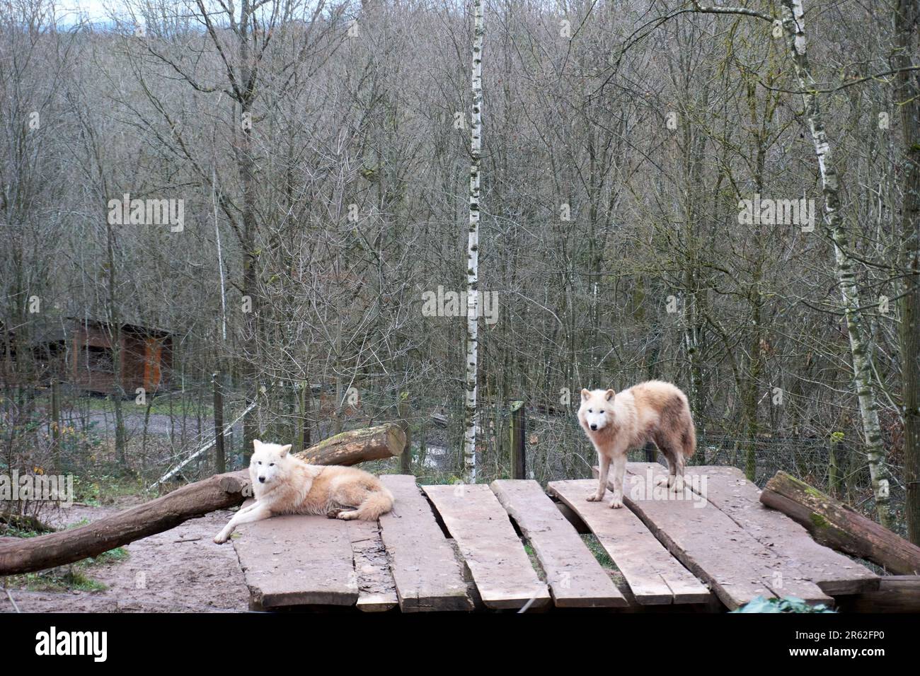 Two white wolves atop a rocky outcrop, looking out into the distance ...