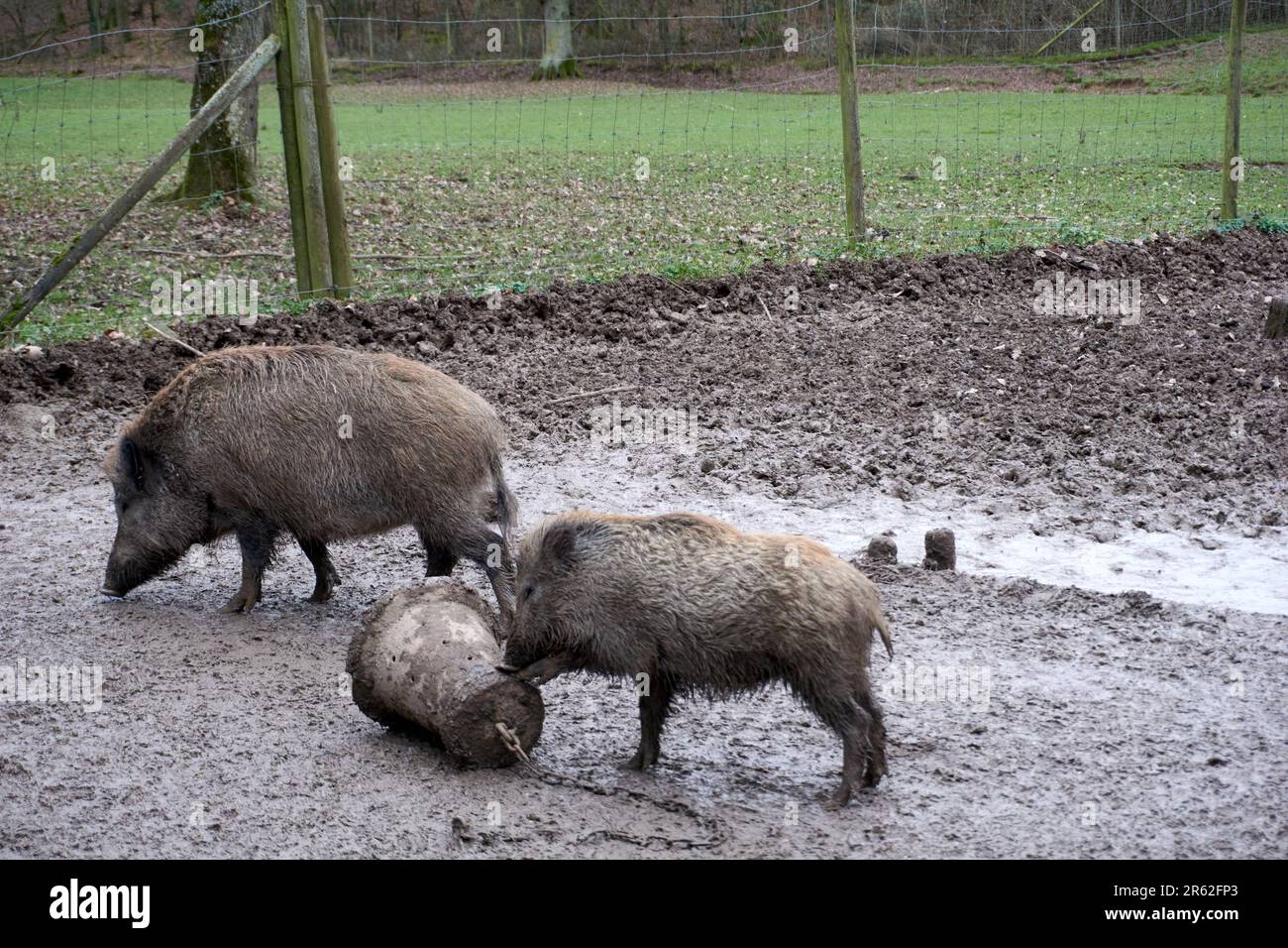Two wild boars in a shallow mud puddle, facing each other and looking ...