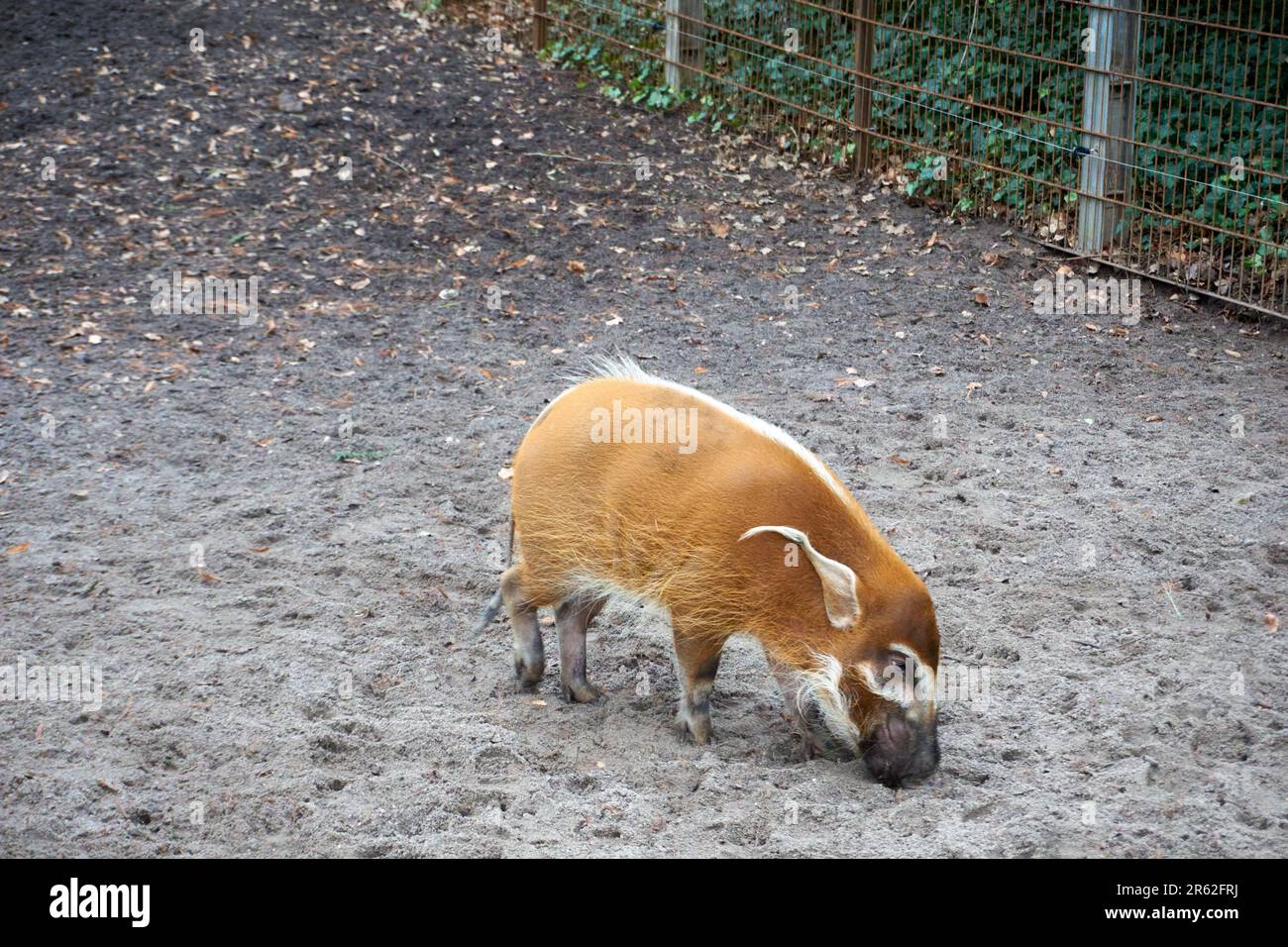 Brush eared pig hi-res stock photography and images - Alamy