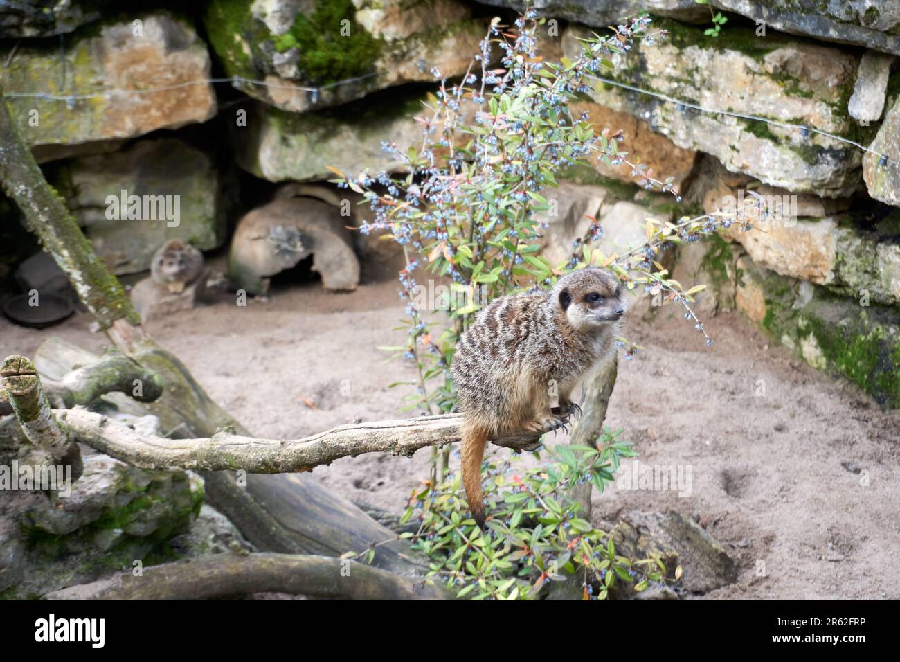 A small meerkat looking out from behind a cluster of shrubs in front of ...