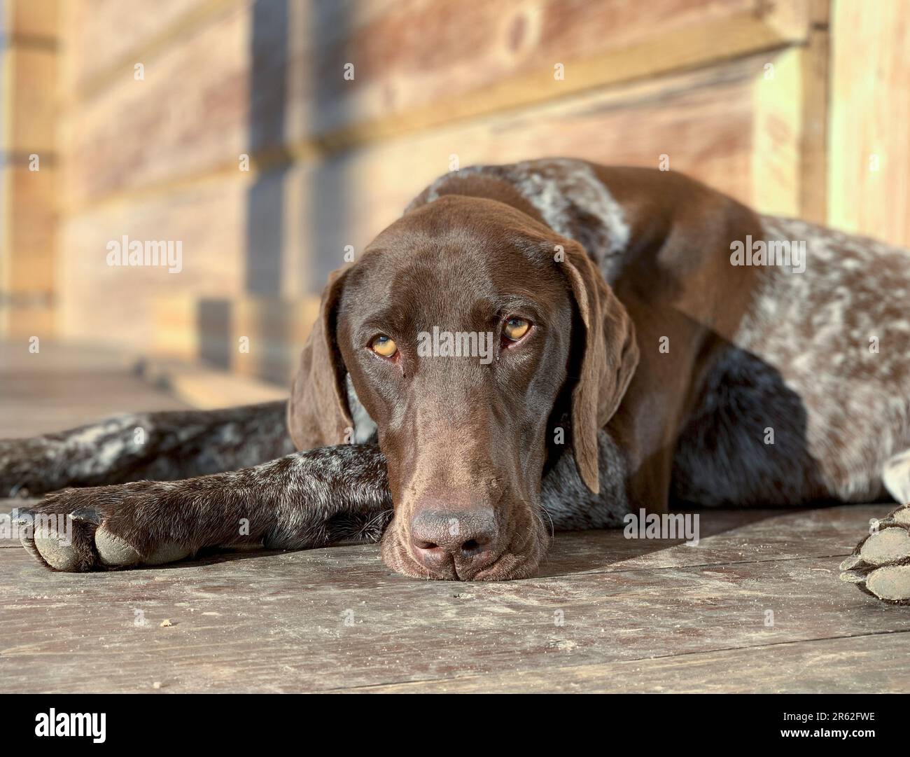 Sleeping dog - German Shorthaired Pointer Stock Photo - Alamy