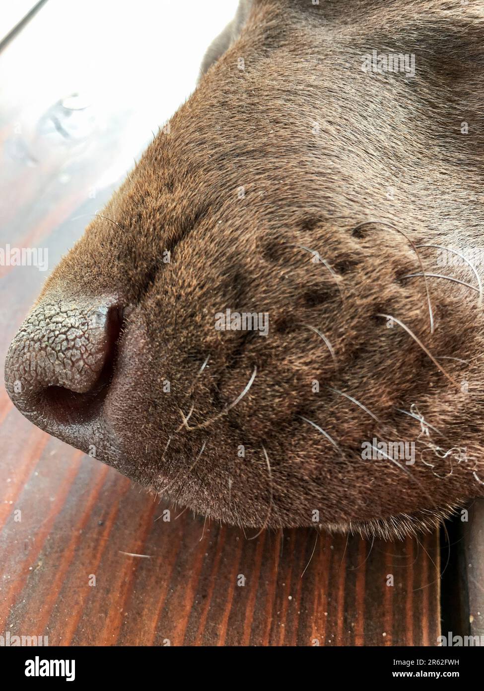 Portrait german shorthaired pointer puppy hi-res stock photography and ...