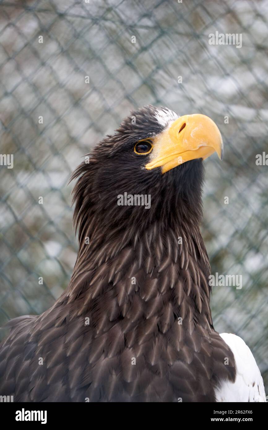 A majestic bald eagle perched atop a metal fence, gripping a smaller ...