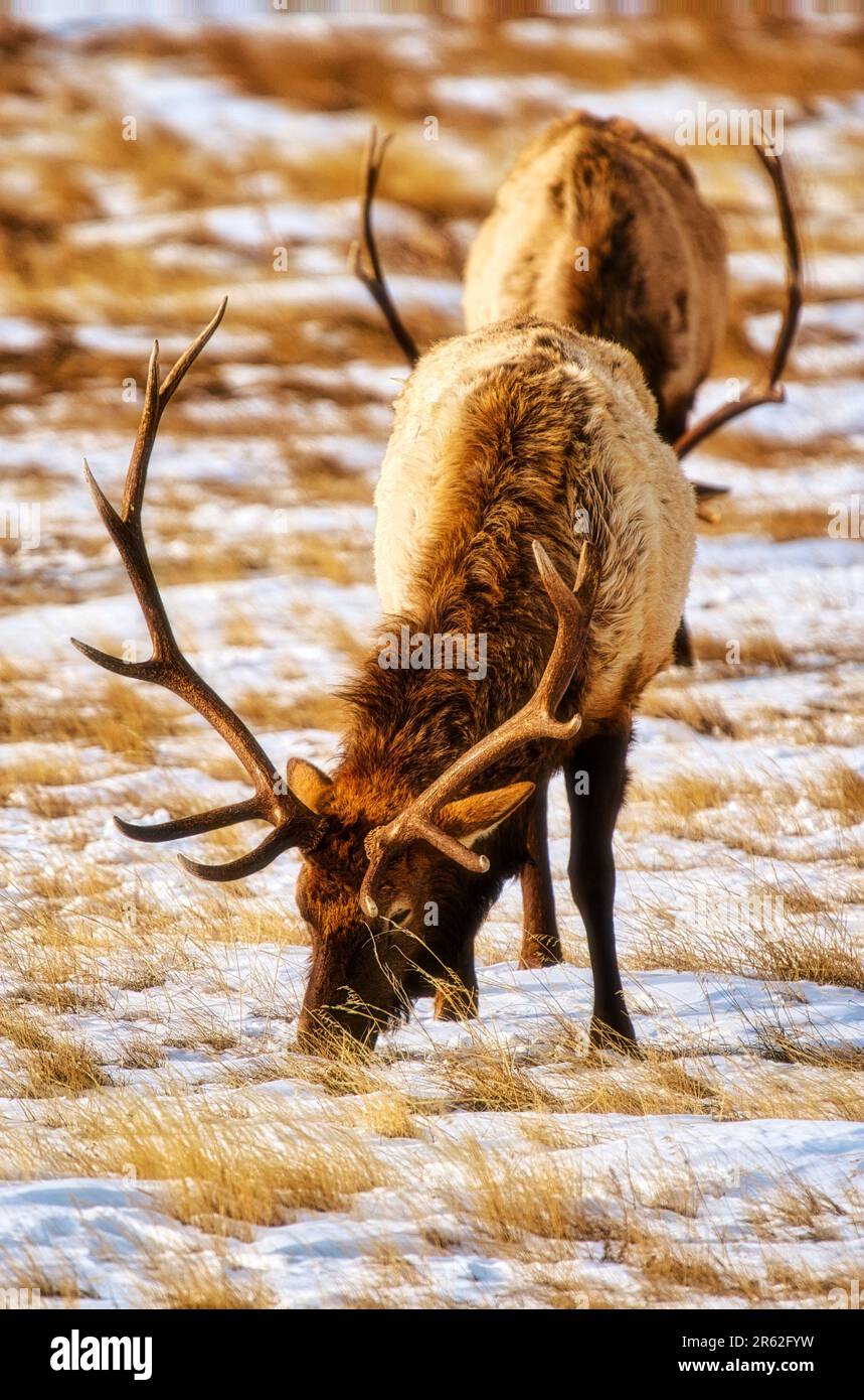 A scenic winter scene featuring a majestic elk standing in a snowy ...