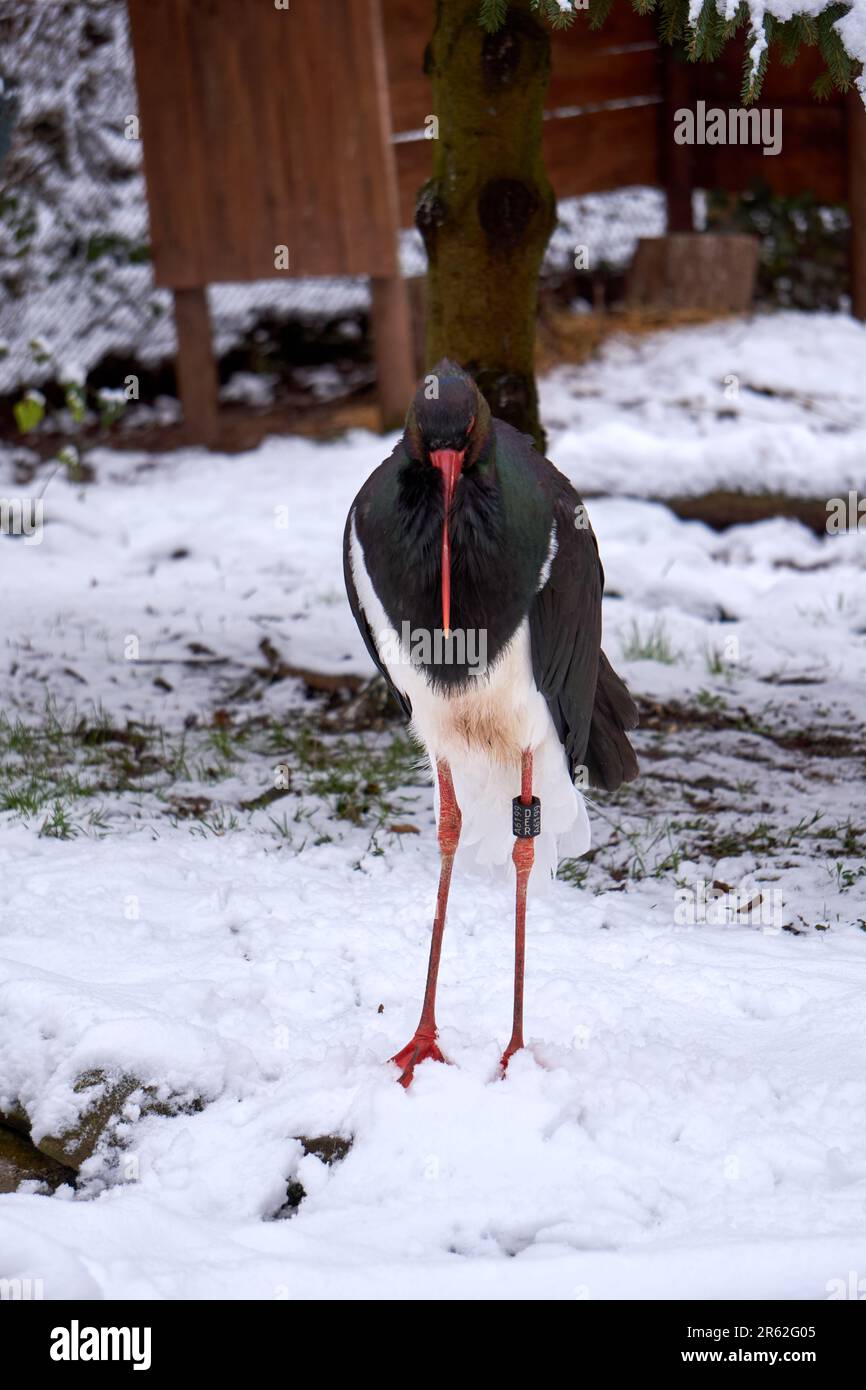 Stork footprints hi-res stock photography and images - Alamy