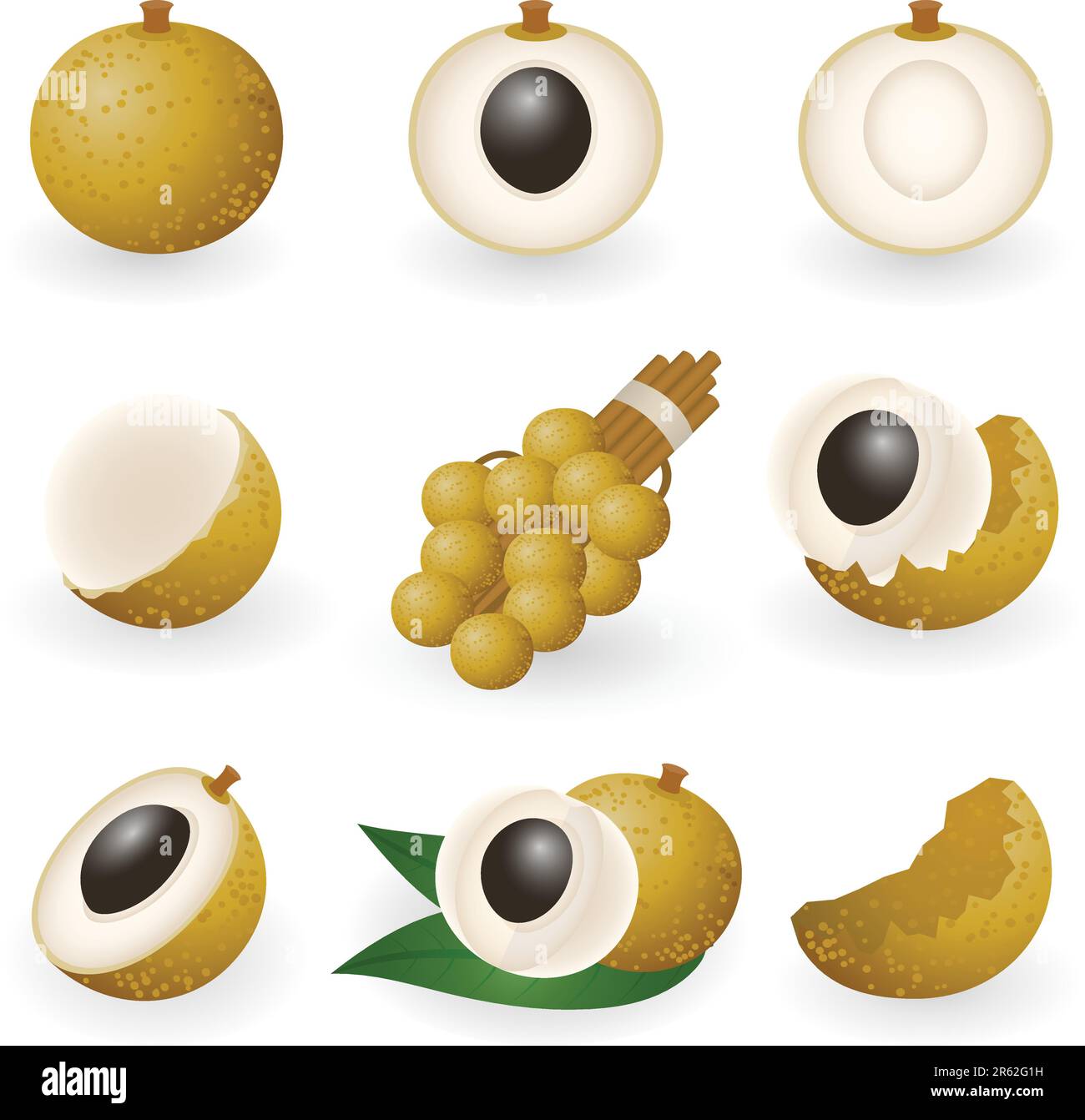 Vector illustration of longan fruit or dragon eye Stock Vector Image ...