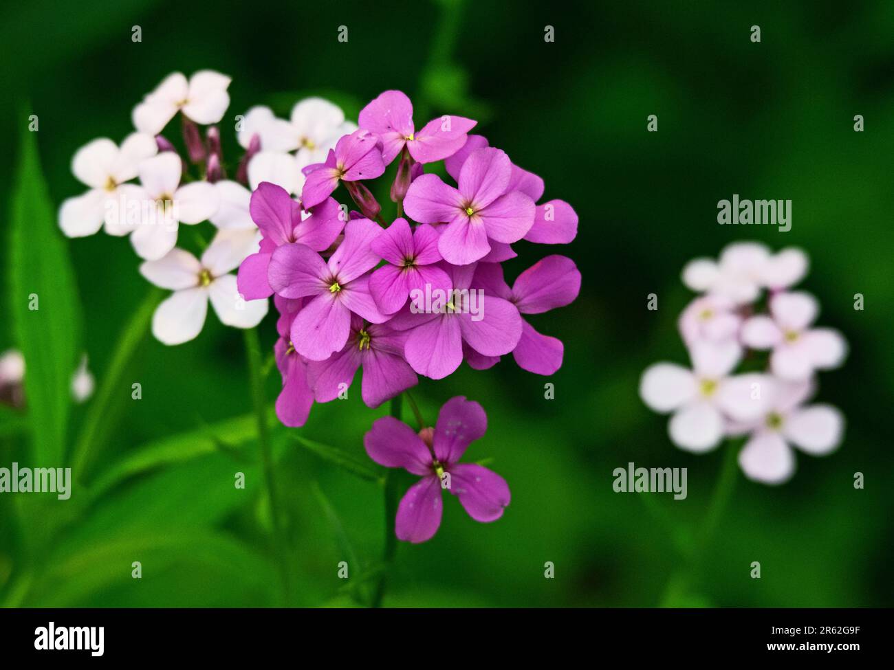 Sixdragonstudios hi-res stock photography and images - Alamy