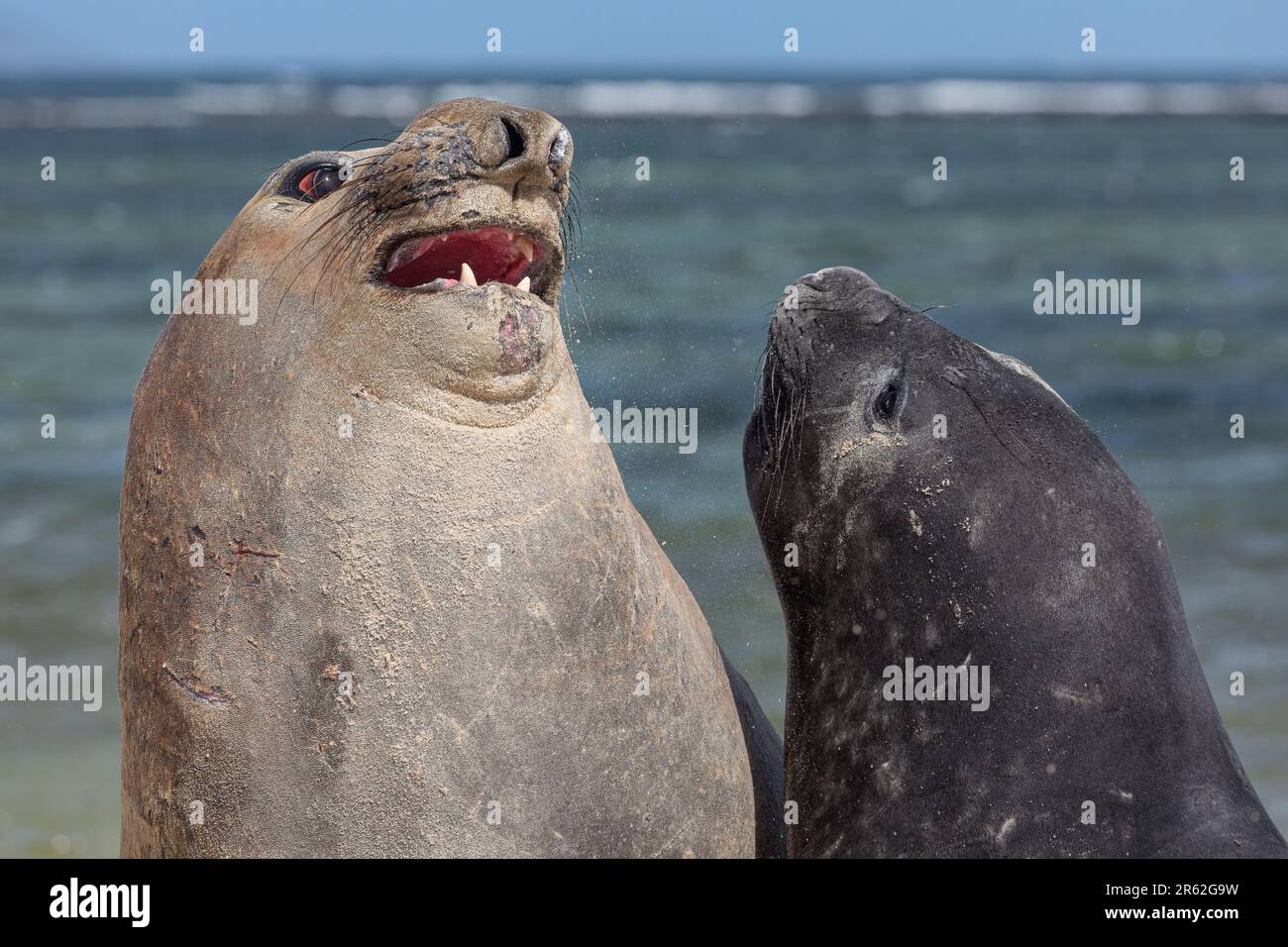 Southern Elephant Seal Stock Photo - Alamy