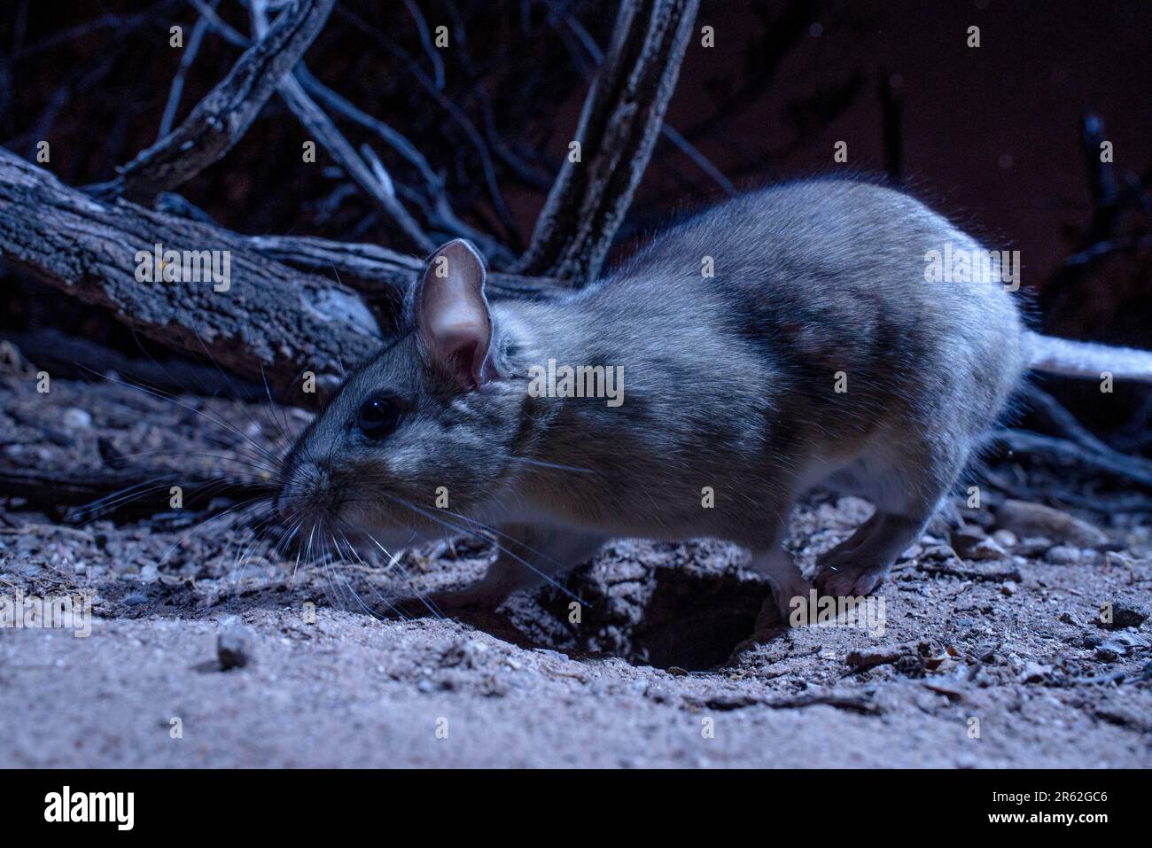 Bushy Tailed Woodrat Where Found