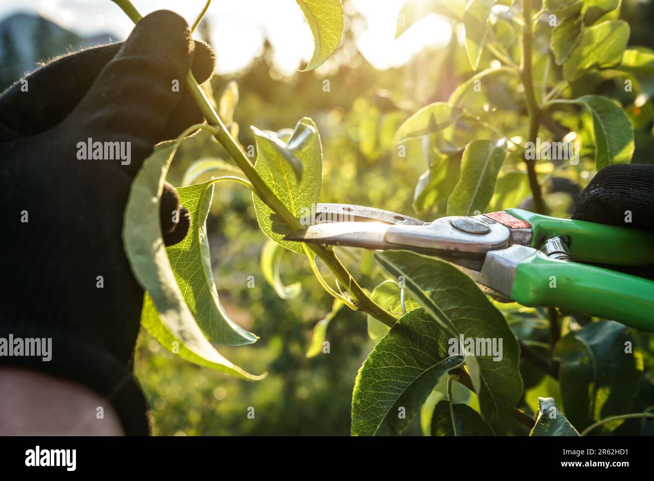 Cutting young fruit tree twigs with pruning gardening shears, closeup ...