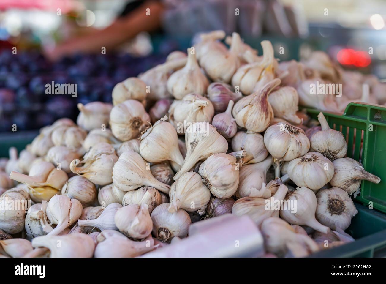 Packs of garlic bulbs with purple stripes on display at local food ...