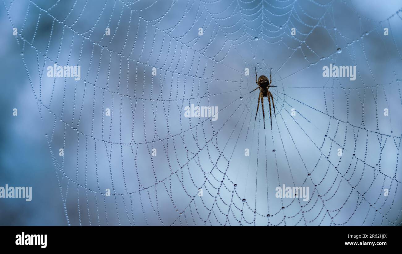 Spider in his web on a damp day with mist droplets on the strands of ...