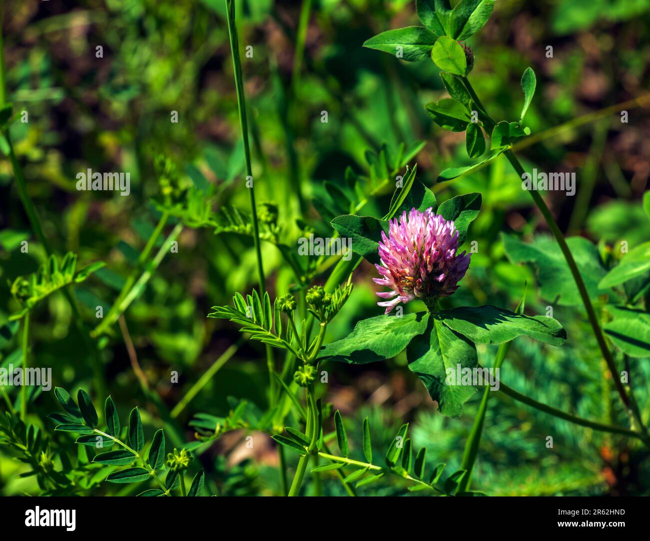 Trifolium pratense, red clover. Collect valuable flowers fn the meadow ...