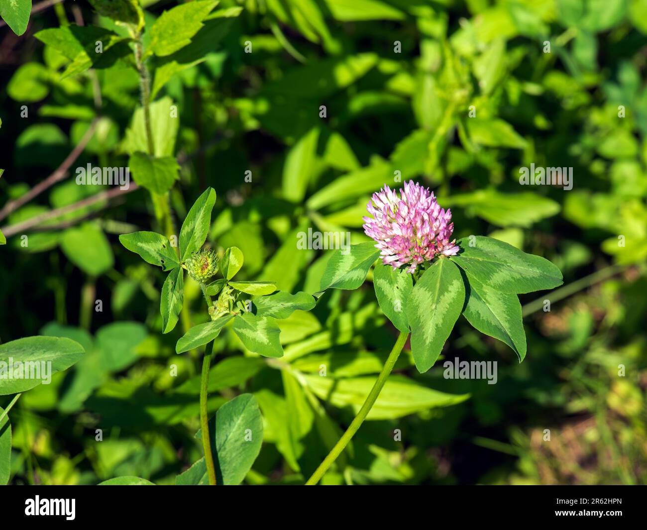 Trifolium pratense, red clover. Collect valuable flowers fn the meadow ...