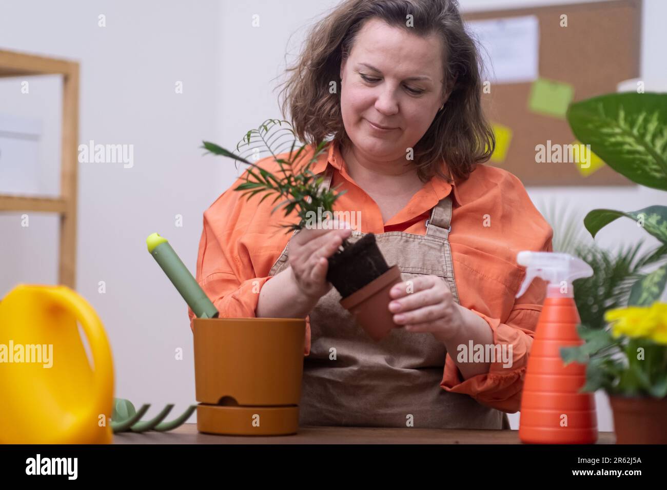 Woman transplants hamedorea indoor plant into decorative pot. Home ...