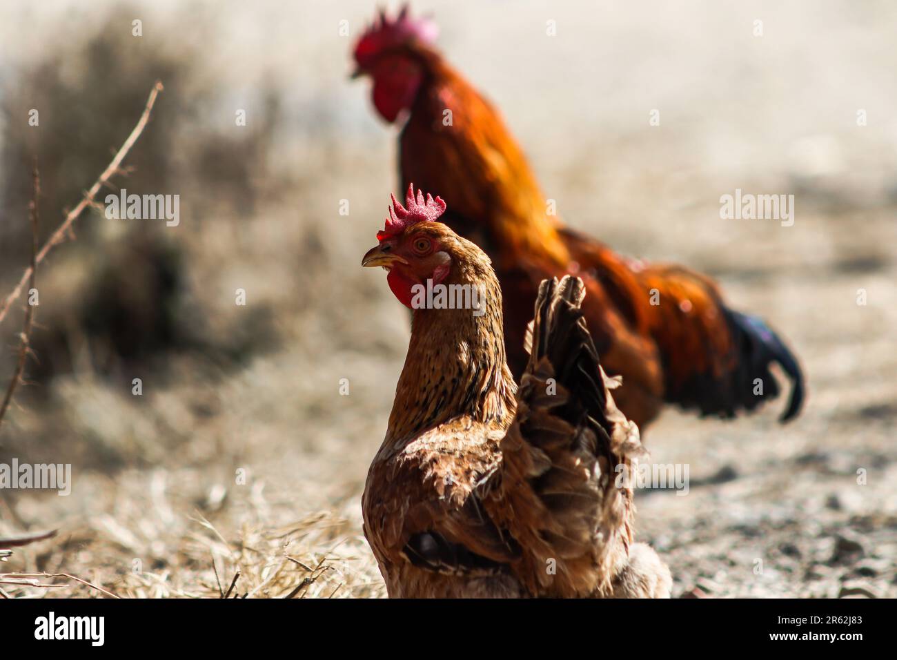 Rooster flapping wings hi-res stock photography and images - Alamy