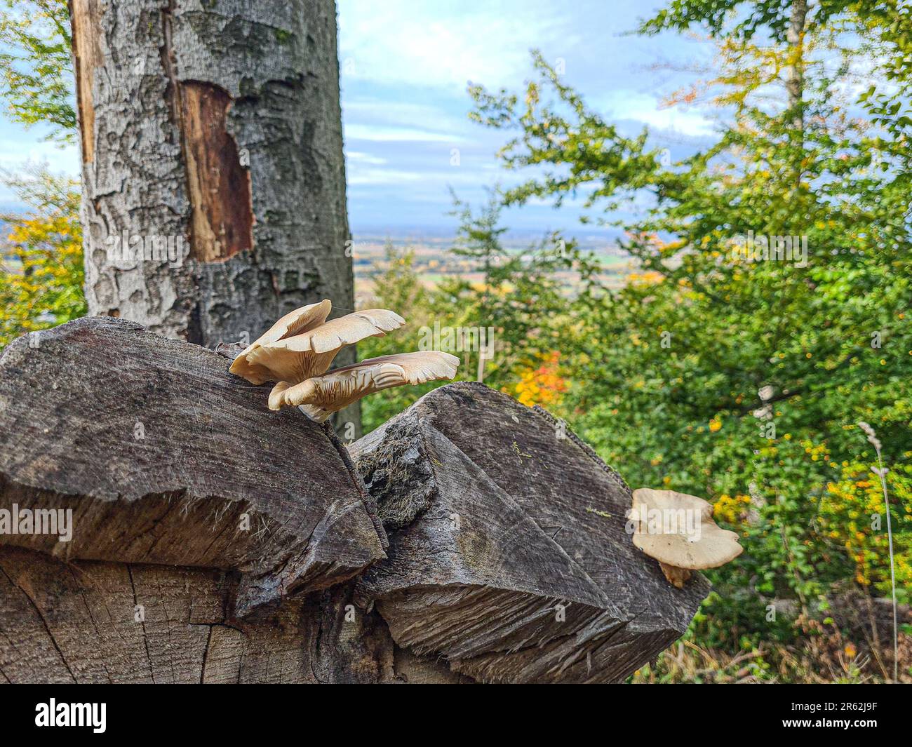 Close up picture of some tree fungus growing on a tree trunk during ...
