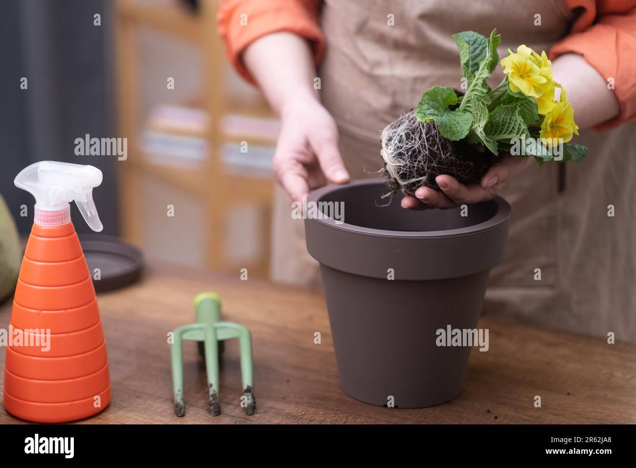 woman gardener transplants primula plant new pot close up root system ...