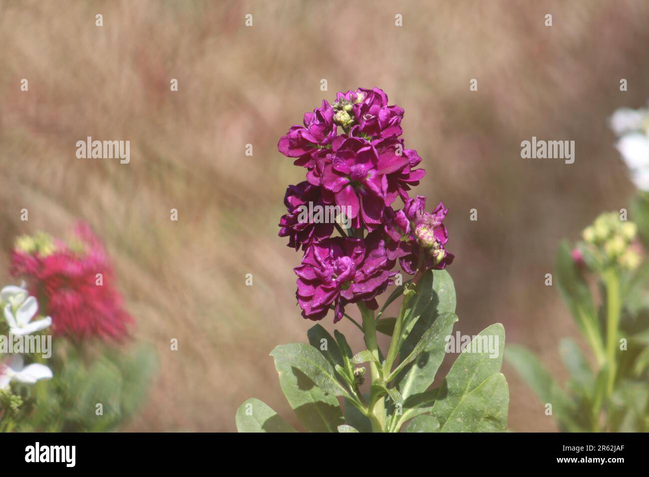 Sun dappled wildflowers hi-res stock photography and images - Alamy