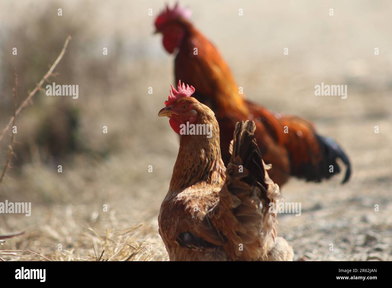 Two vibrant roosters standing side-by-side in an idyllic outdoor ...