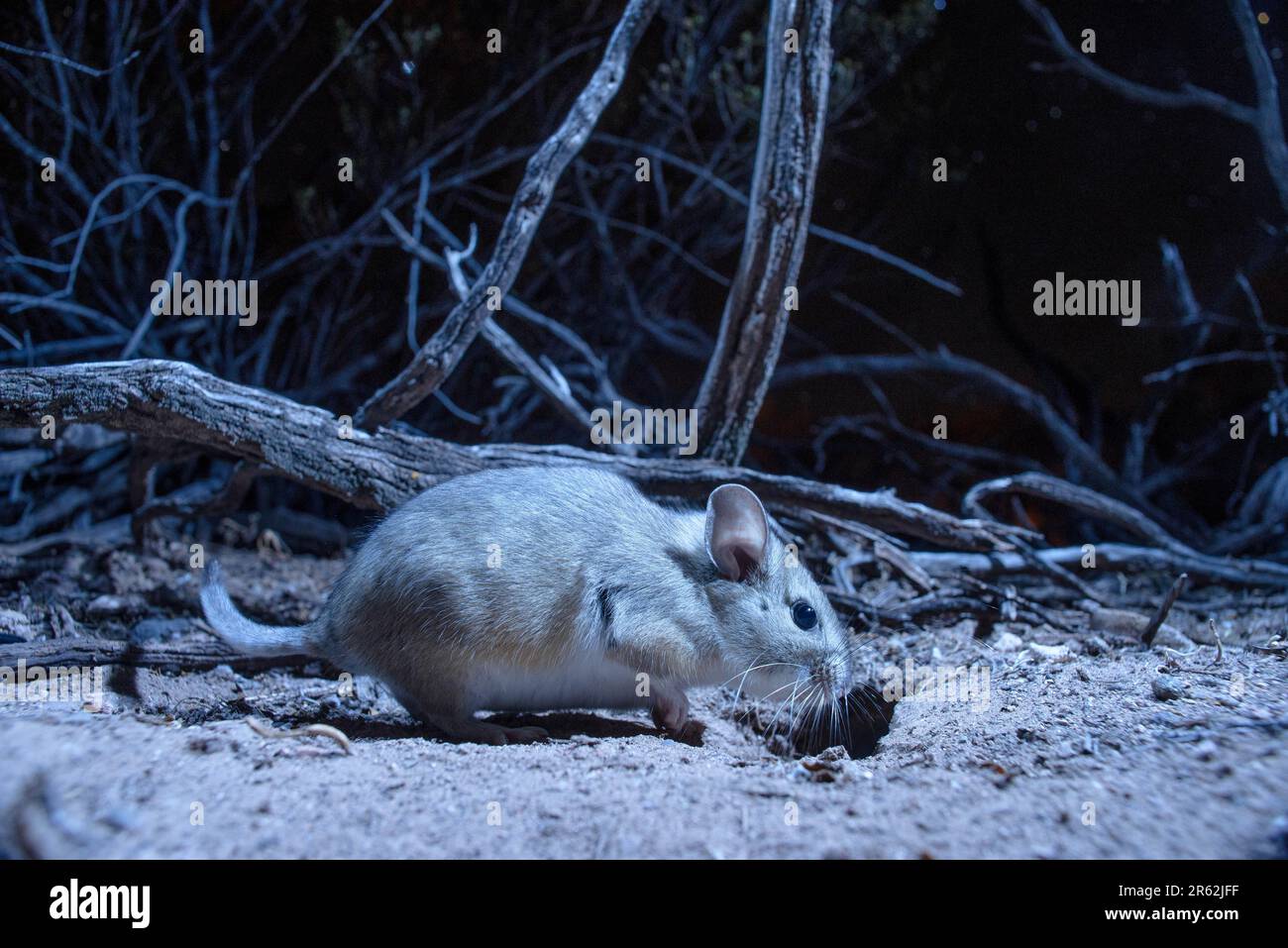 Woodrat mexico hi-res stock photography and images - Alamy