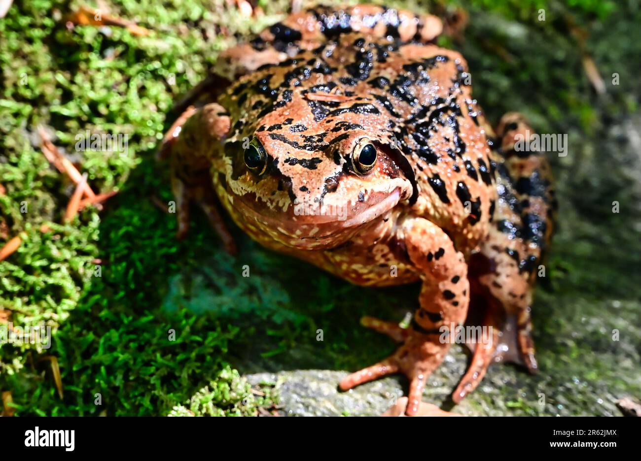 frog in the forest Stock Photo - Alamy