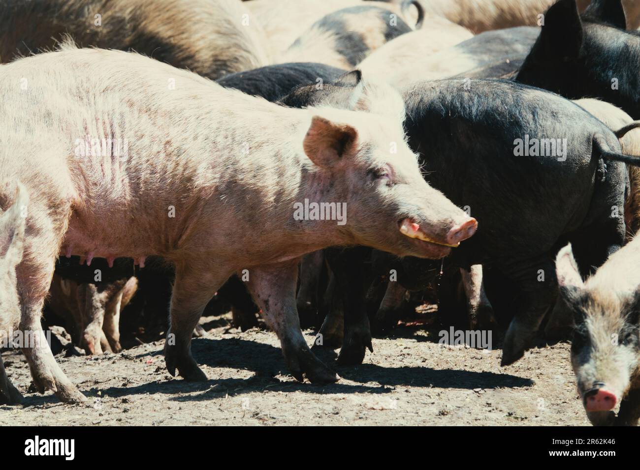 Swine husbandry. Ukrainian steppe pock-marked breed of pigs. Based on ...