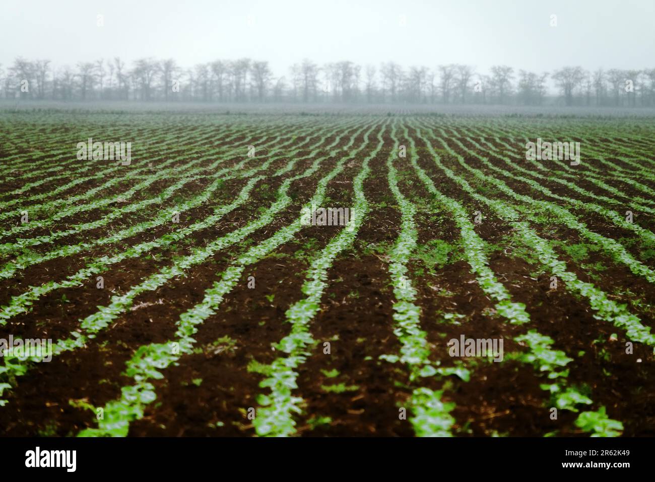 Seedlings on the sunflower field in a foggy spring day Stock Photo - Alamy