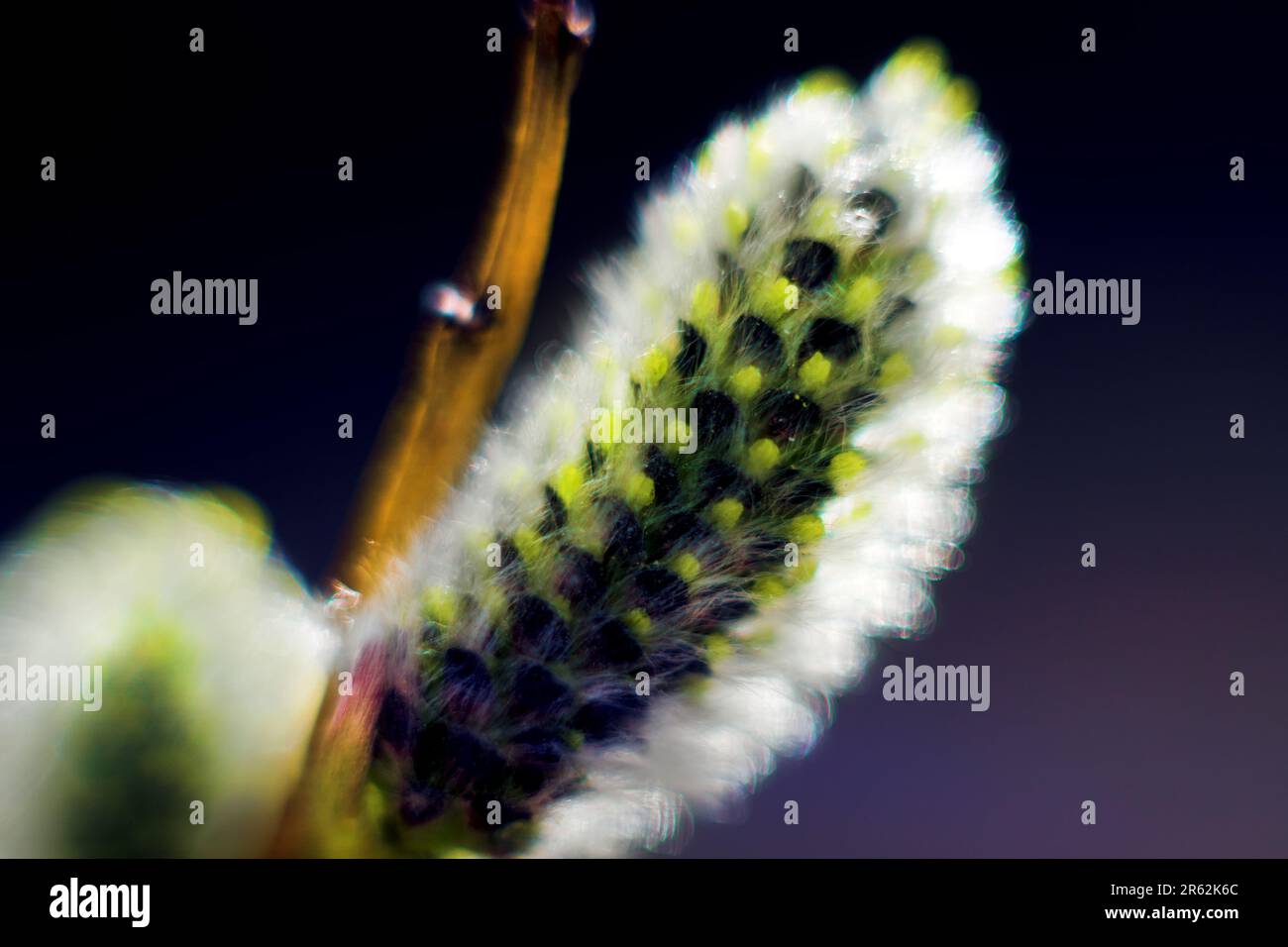 Spring motif. Yellow-black fluffy willow flower (catkin). Ultra macro ...