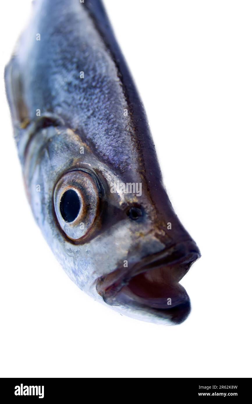 Sickle fish Cut Out Stock Images & Pictures - Alamy