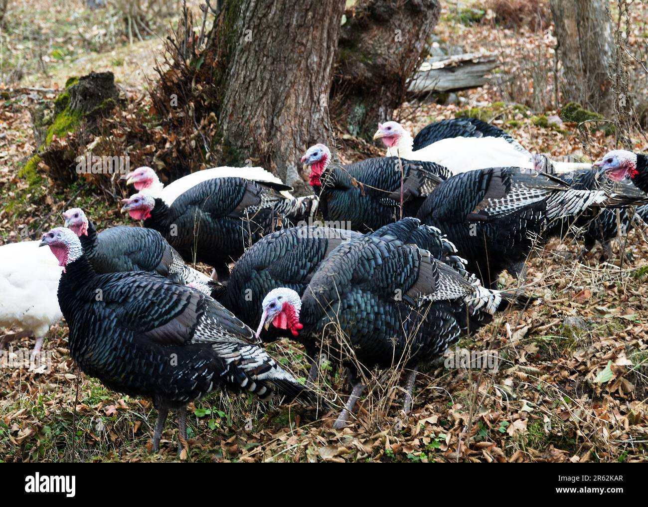 A herd of turkeys in the autumn forest on self-grazing, turkey breeding ...