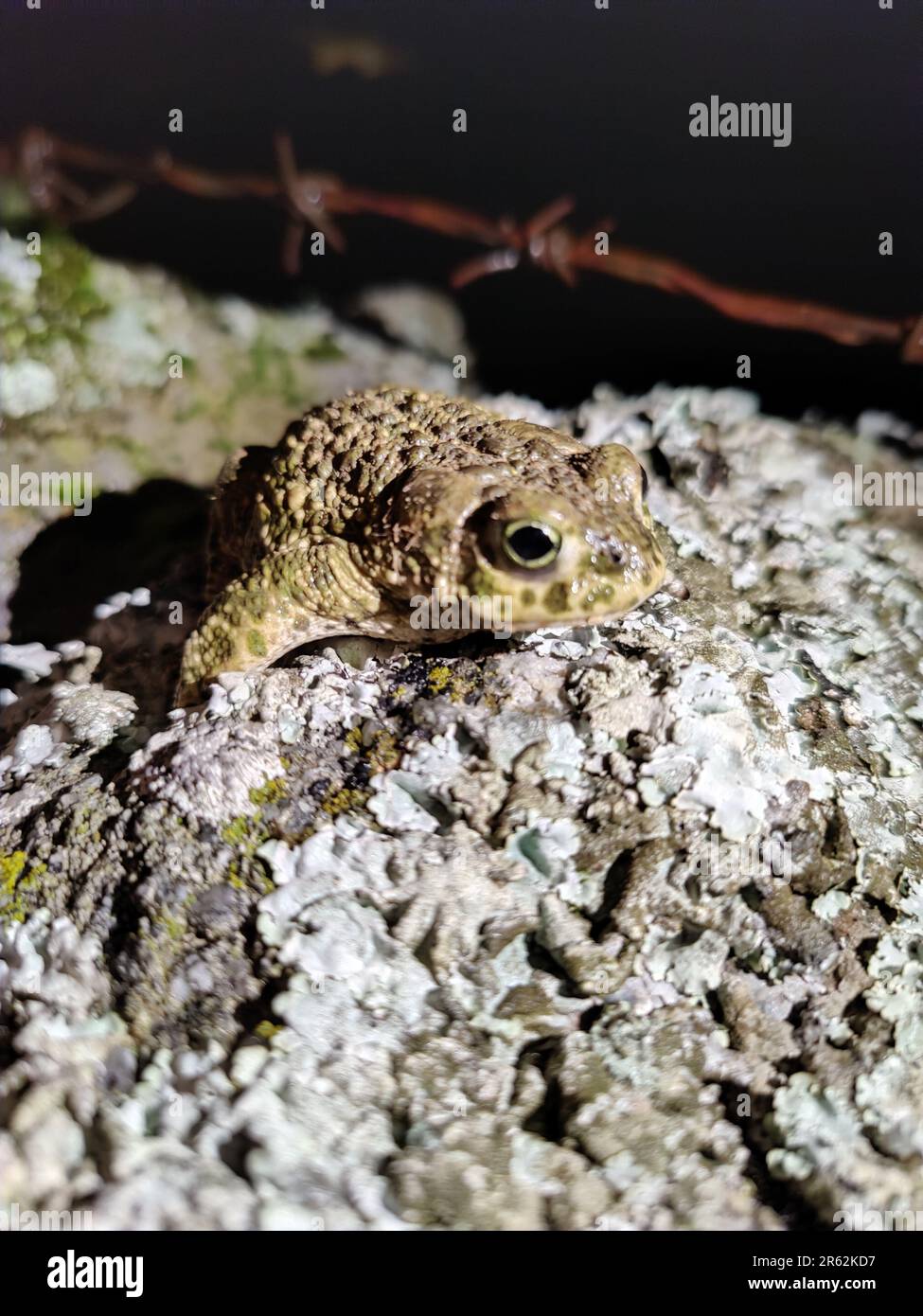 A small frog perched atop a craggy rock surface covered in white algae ...