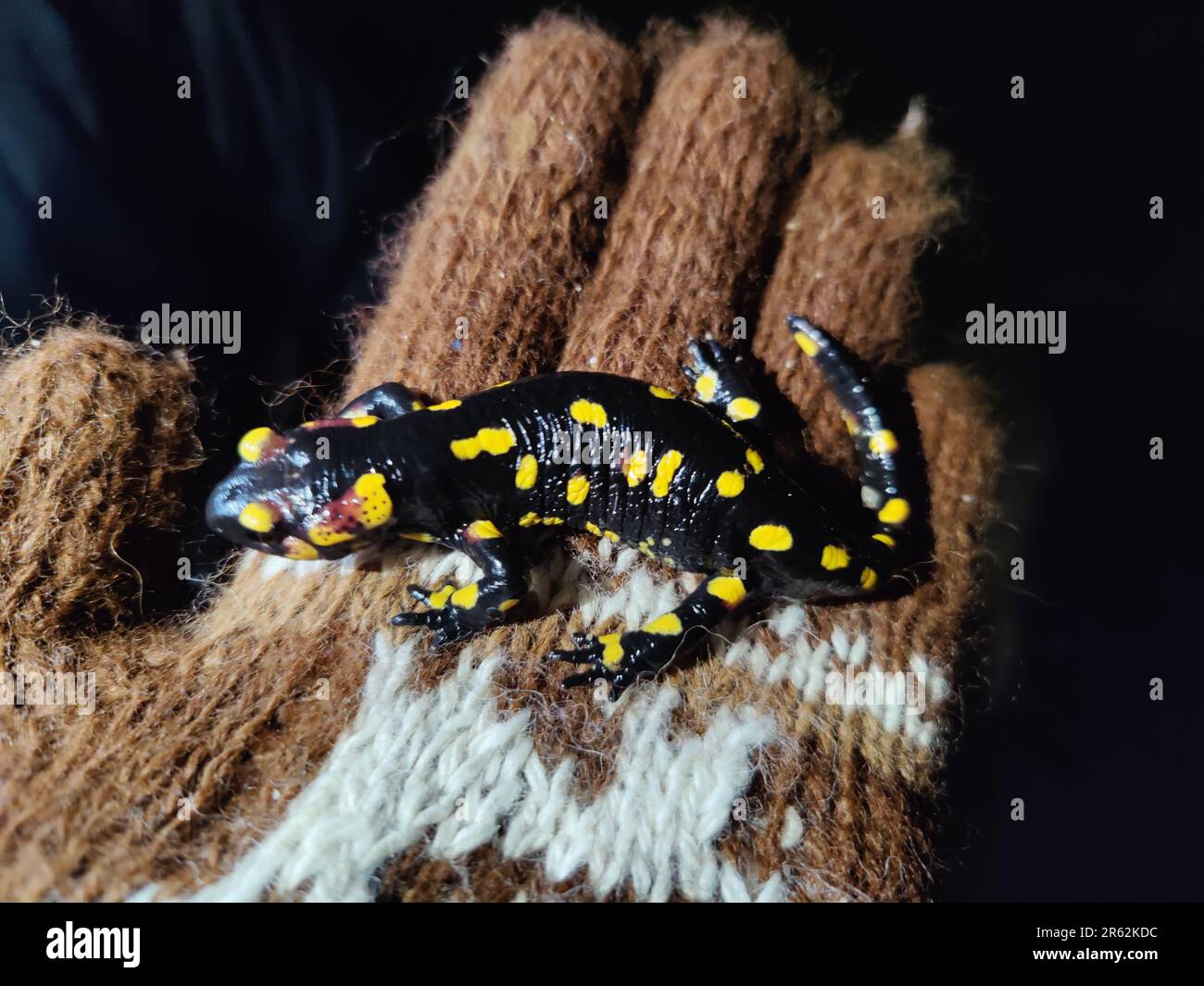 A close-up of a spotted salamander, an amphibian characterized by its ...