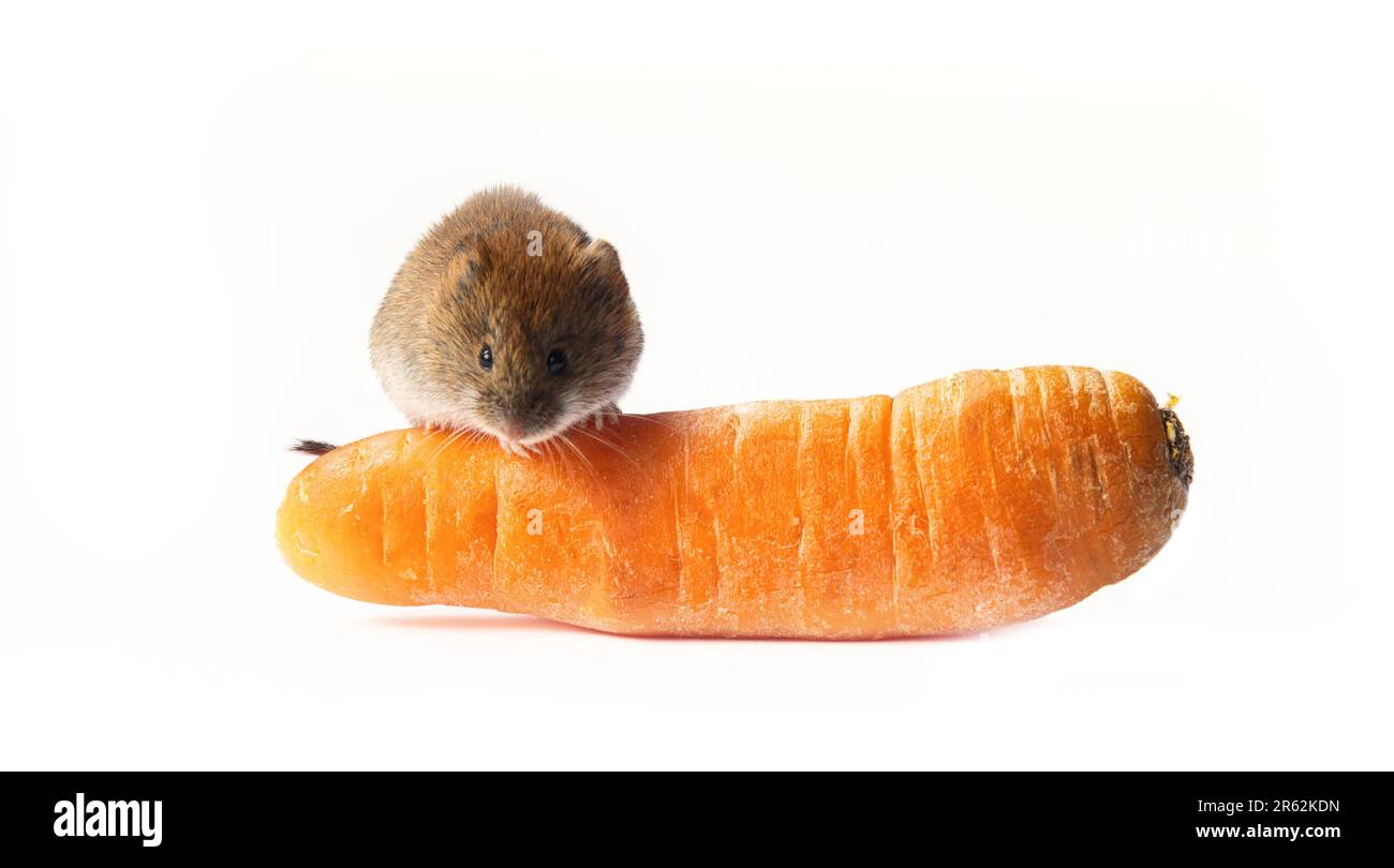 Mice severely damage vegetables in vegetable storages. Red-backed Vole ...