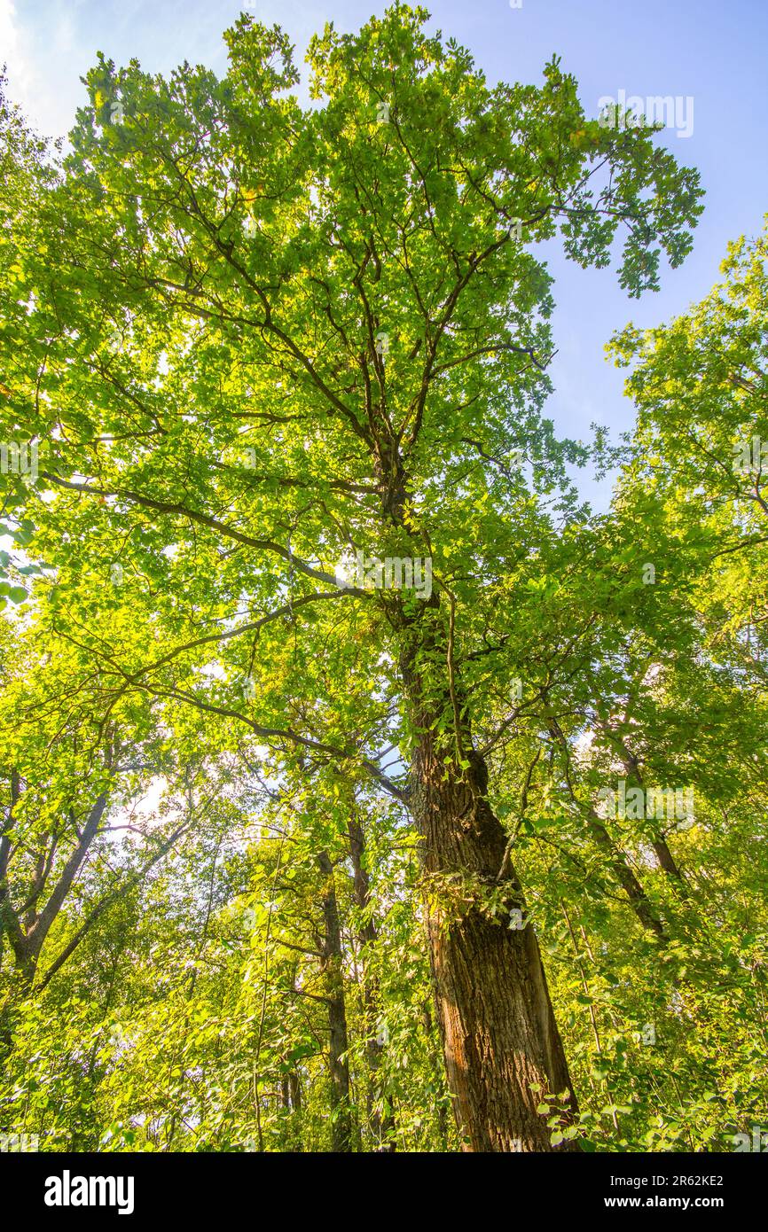 Dendrology. European deciduous forests. Wood-meadow (parklike country ...