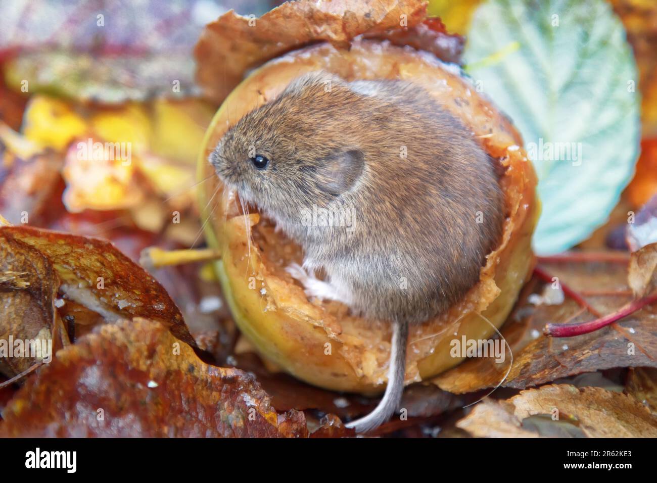Horticulture. Voles feed on apples fallen from tree in garden until ...