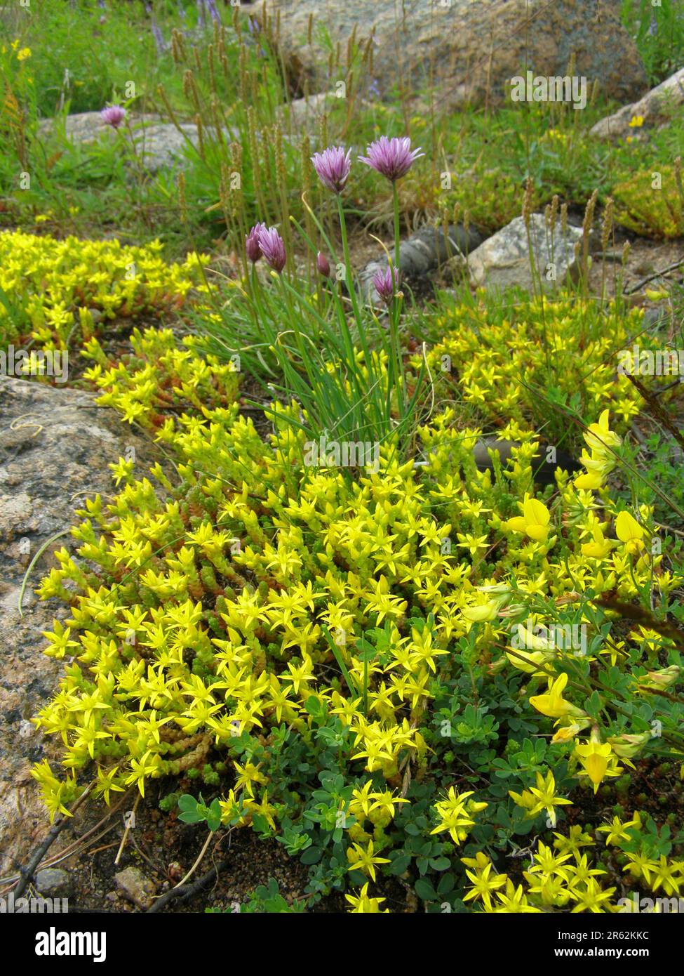 Poium. Seaside forb meadow on moraine island with granite stones. Wild ...