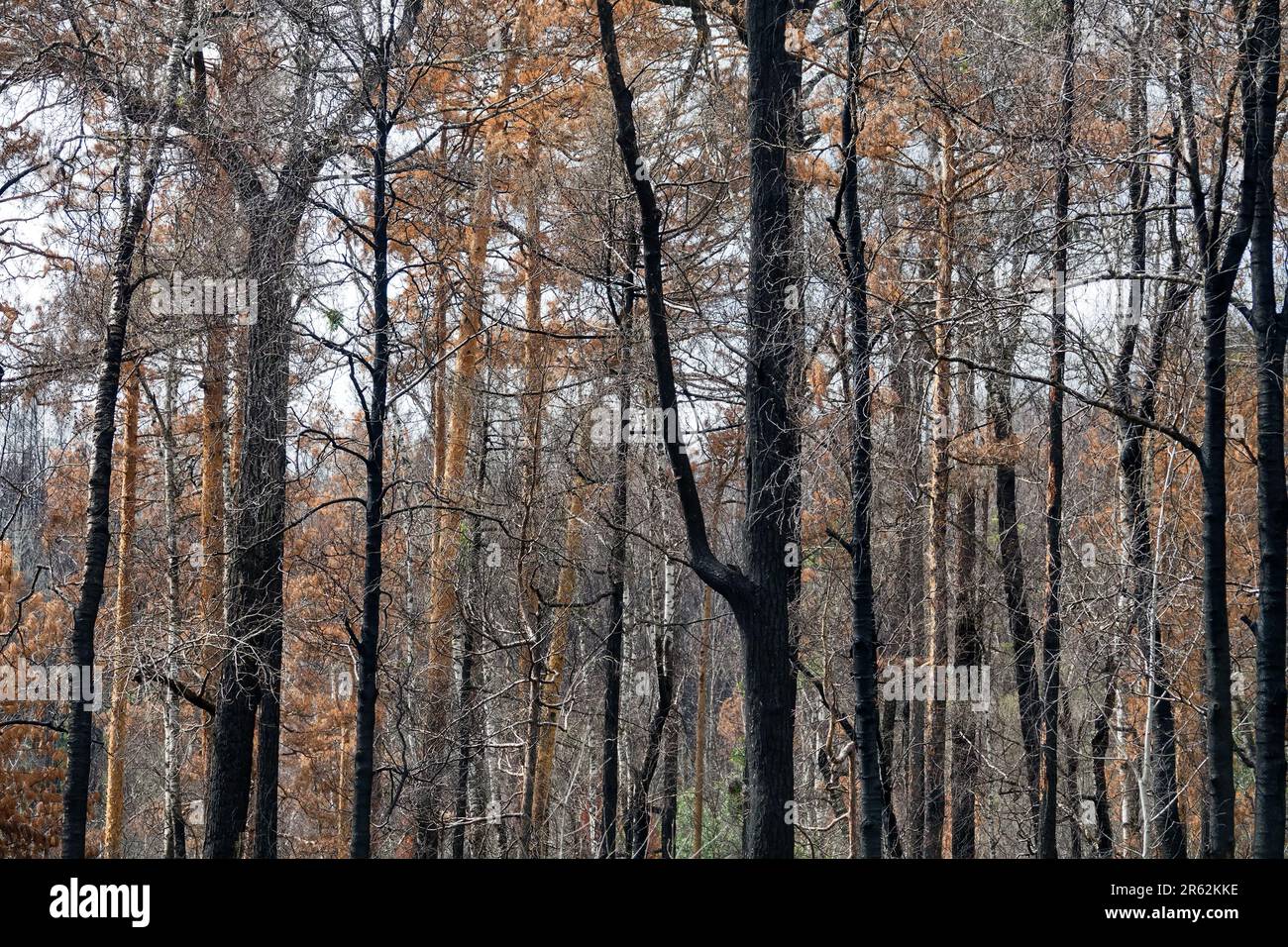 Fire-damaged forest, boreal forests. Burnt boreal forests. Wildfire low ...