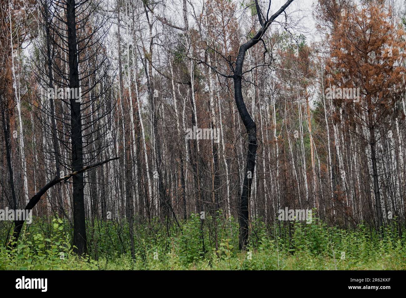 Fire-damaged forest, boreal forests. Burnt boreal forests. Wildfire low ...