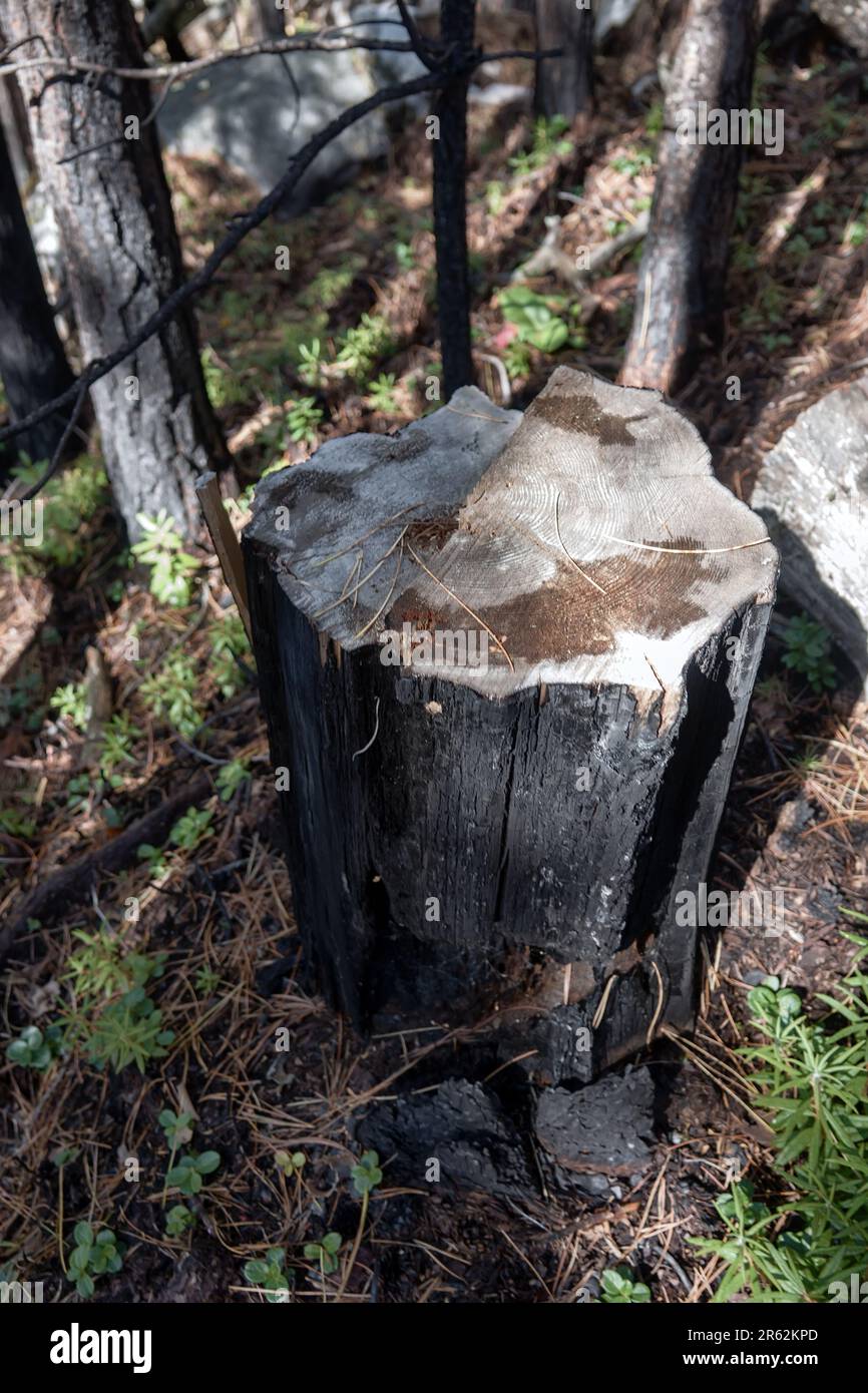 Fire-damaged forest boreal forests. Burnt boreal forests. Wildfire low ...