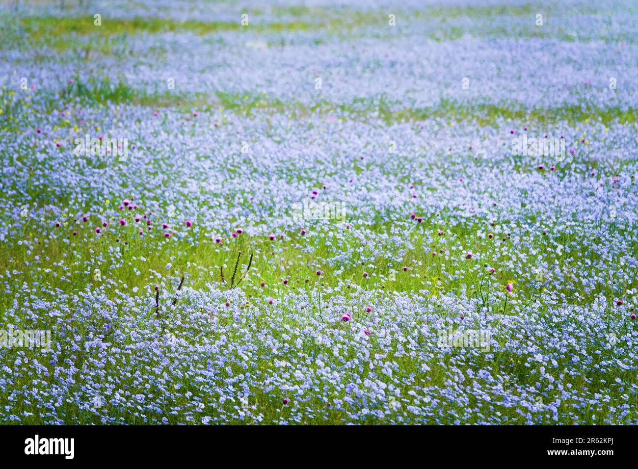 Steppe deposit. The emergence of wild flax (Linum usitatissimum) fields ...