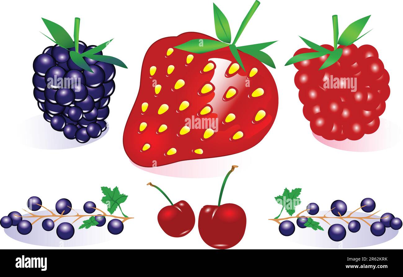 Vector Berry Collection (Fully resizable and editable Stock Vector ...