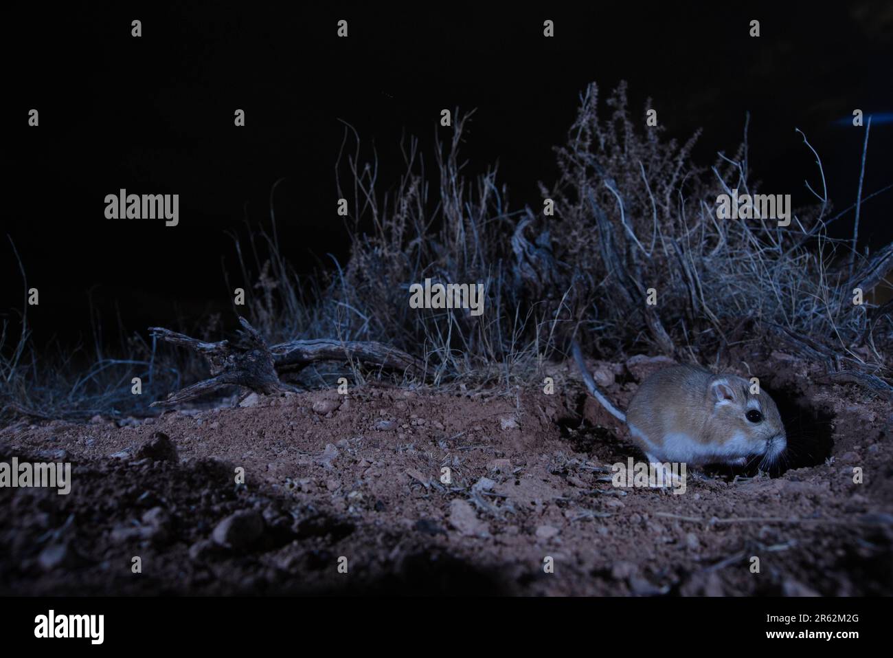 Ord's Kangaroo Rat, Socorro county, New Mexico, USA Stock Photo - Alamy