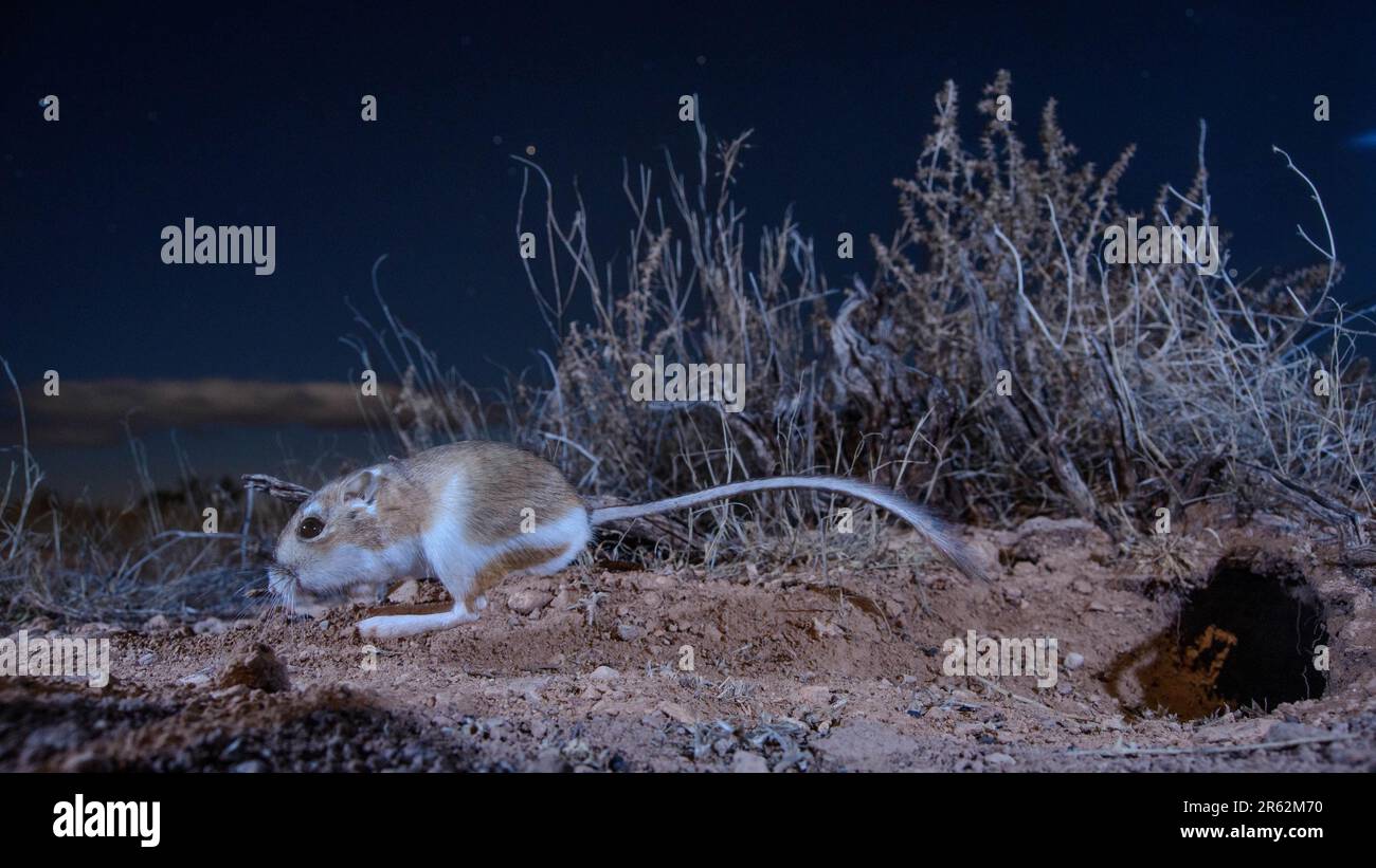 Ord's Kangaroo Rat, Socorro county, New Mexico, USA Stock Photo - Alamy